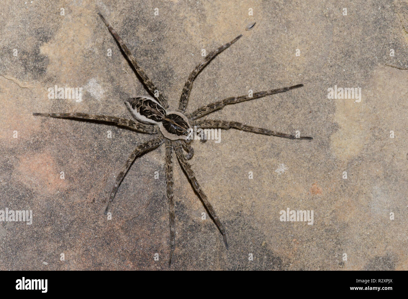 Fishing Spider, Dolomedes scriptus Stock Photo - Alamy
