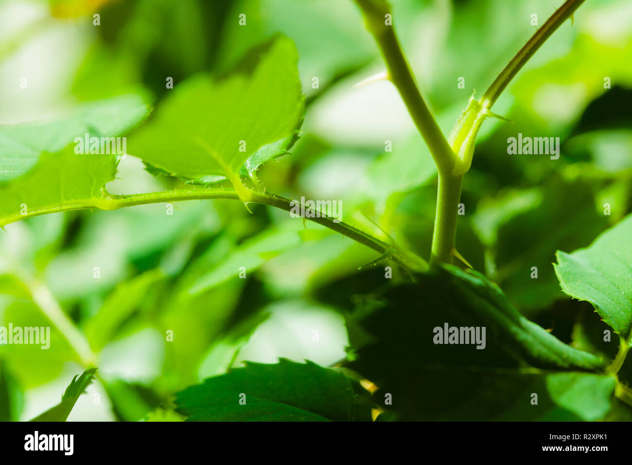 Nature. Closeup of fresh green leaves foliage of rose flower as plant ...