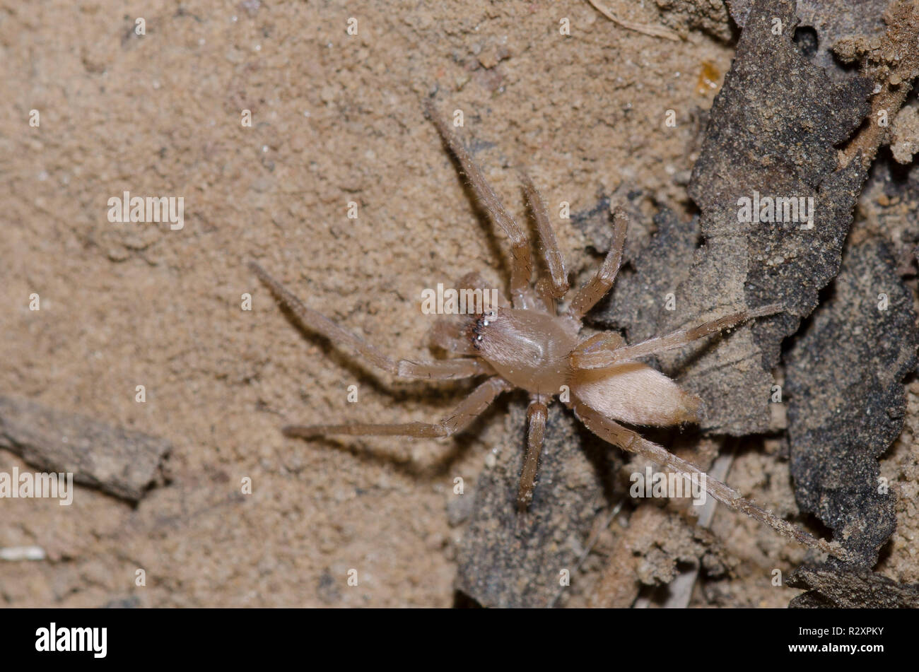 Clubiona sp hi-res stock photography and images - Alamy