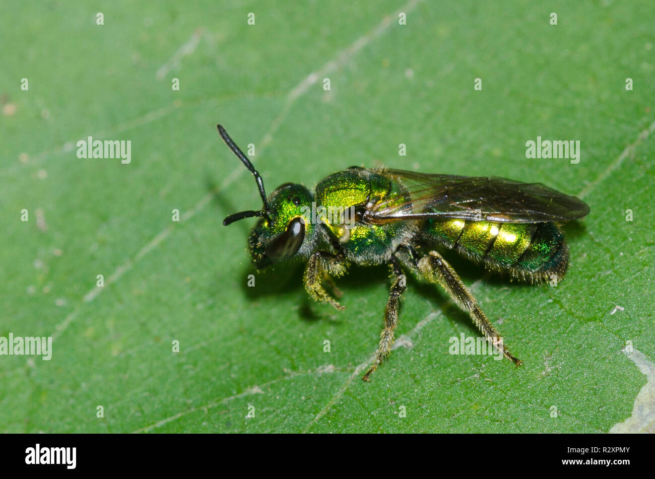 Sweat Bee, Tribe Augochlorini Stock Photo - Alamy