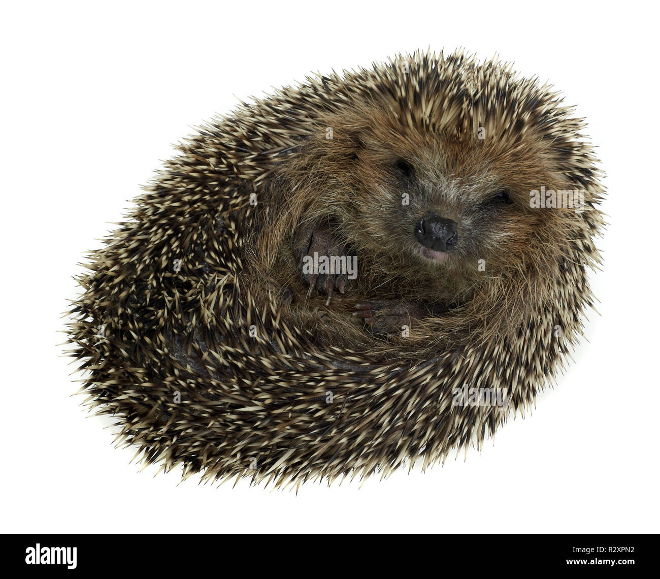 Hedgehog defence Cut Out Stock Images & Pictures - Alamy
