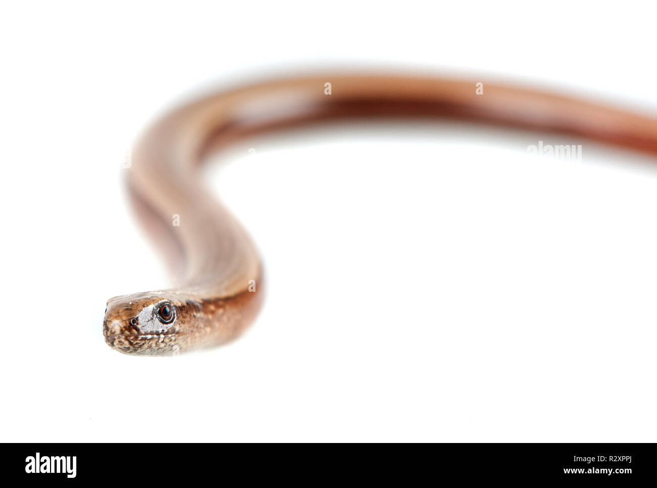 Snake view Cut Out Stock Images & Pictures - Alamy