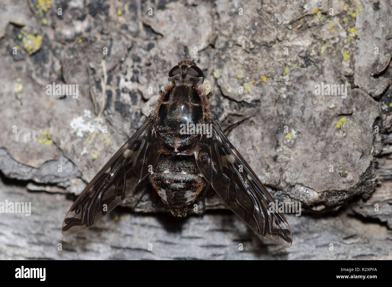 Xenox hi-res stock photography and images - Alamy