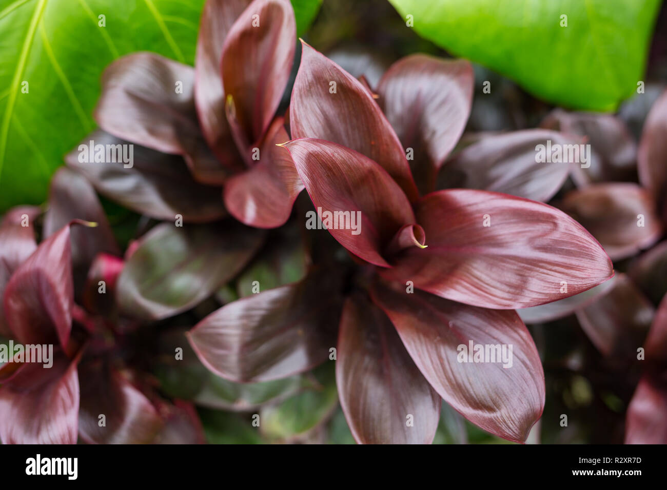 tropical leaves, large foliage nature background in Bali Stock Photo ...