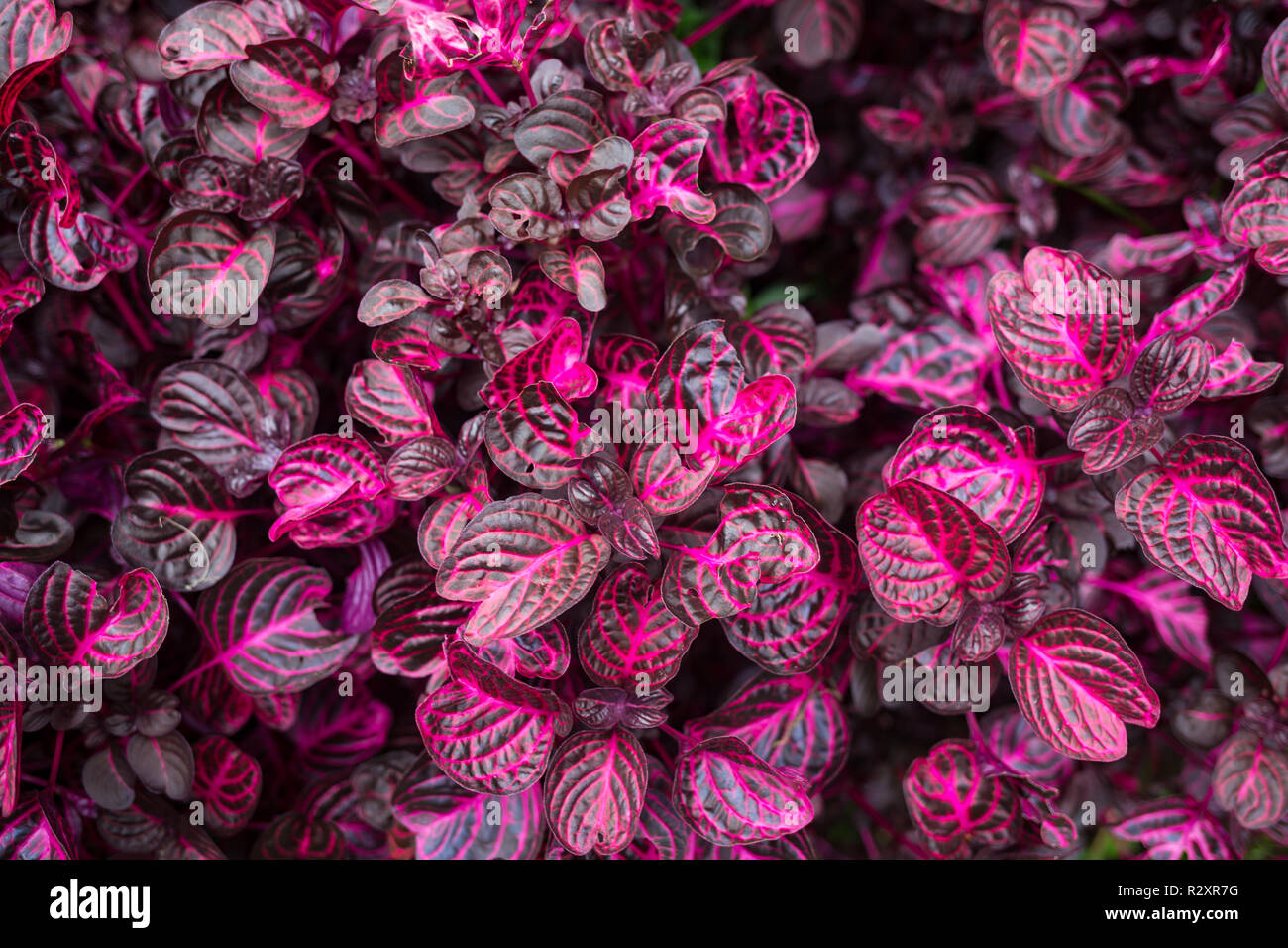 tropical leaves, large foliage nature background in Bali Stock Photo ...