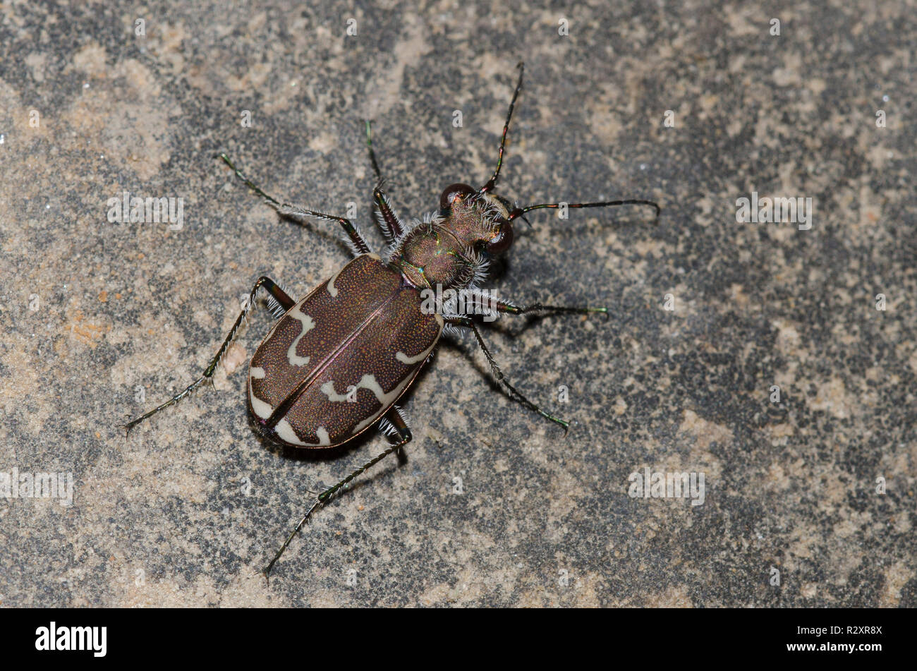 Bronzed Tiger Beetle, Cicindela repanda Stock Photo - Alamy