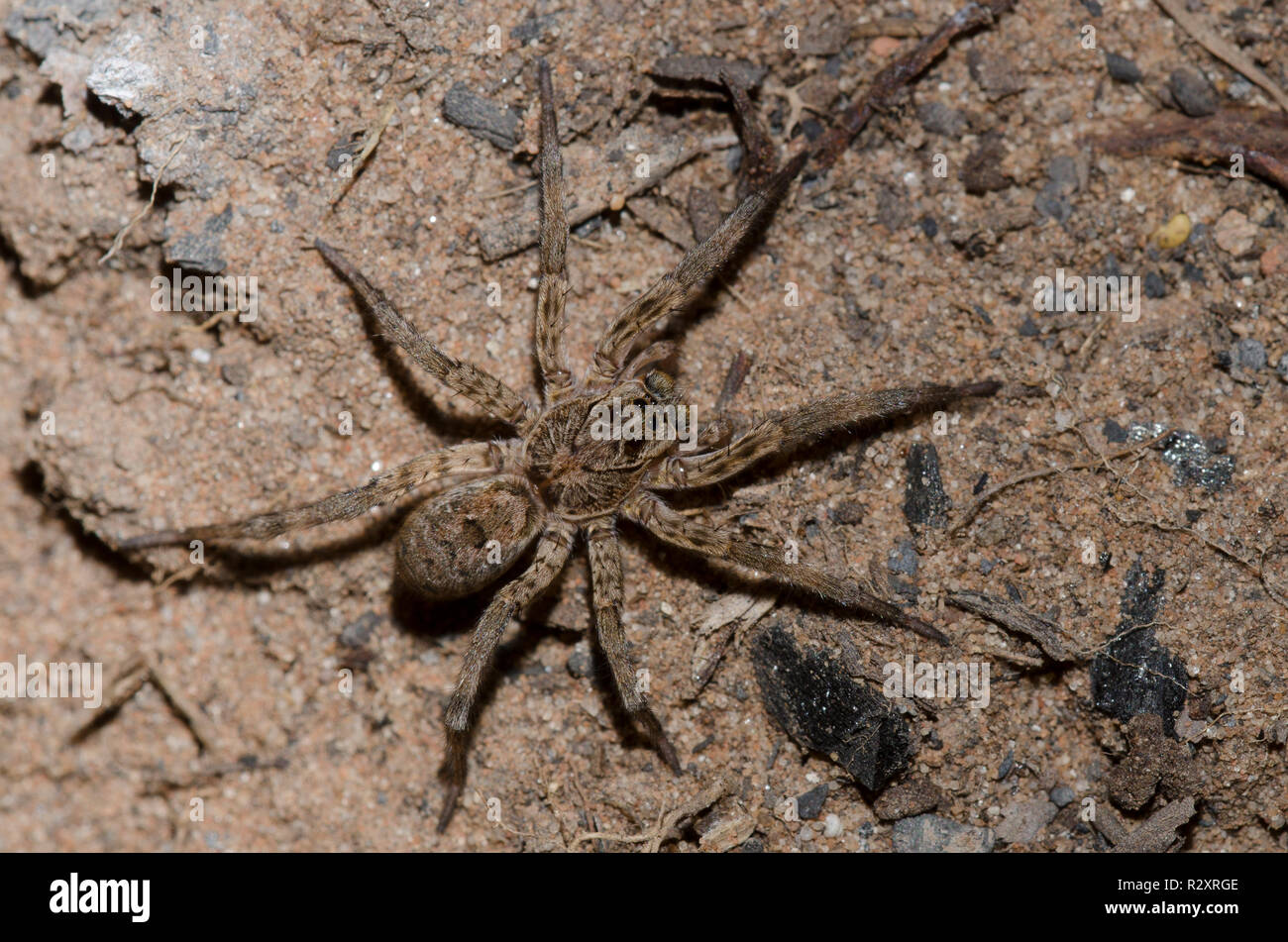 Wolf Spider, Hogna baltimoriana Stock Photo - Alamy