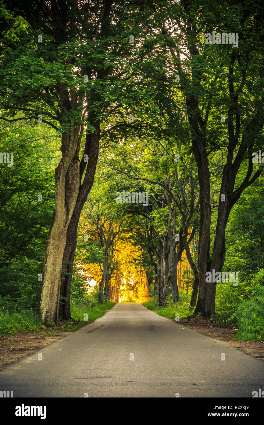 Sidewalk walking pavement alley path with old big trees in park. Beauty ...