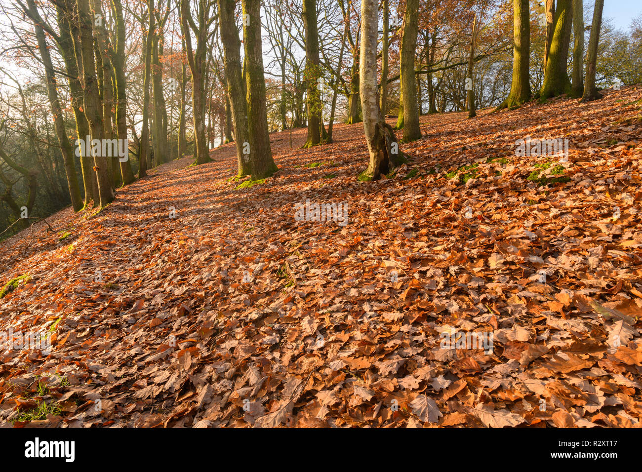 Autumn woodland with leaves on the ground Stock Photo - Alamy