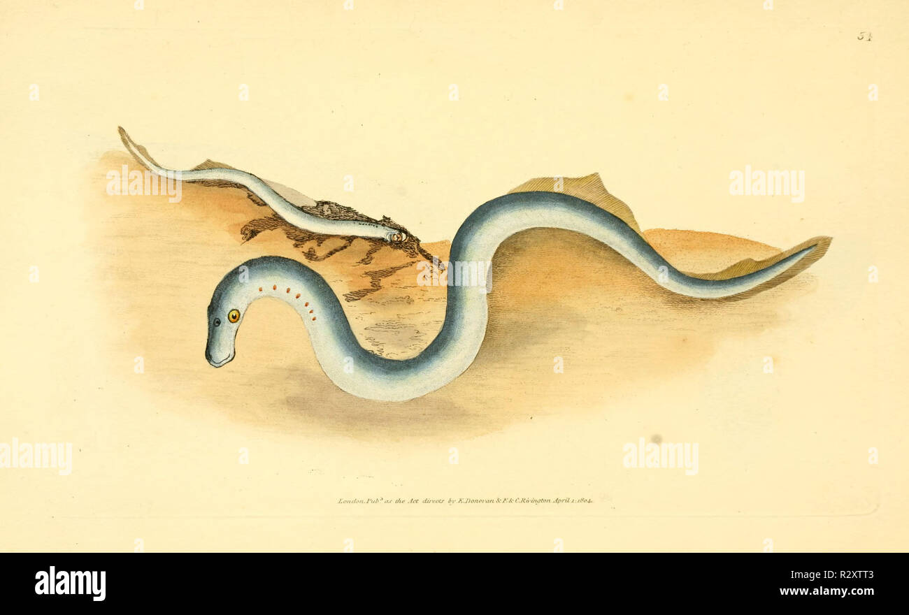 Beautiful vintage hand drawn illustrations of exotic fish and eels from ...