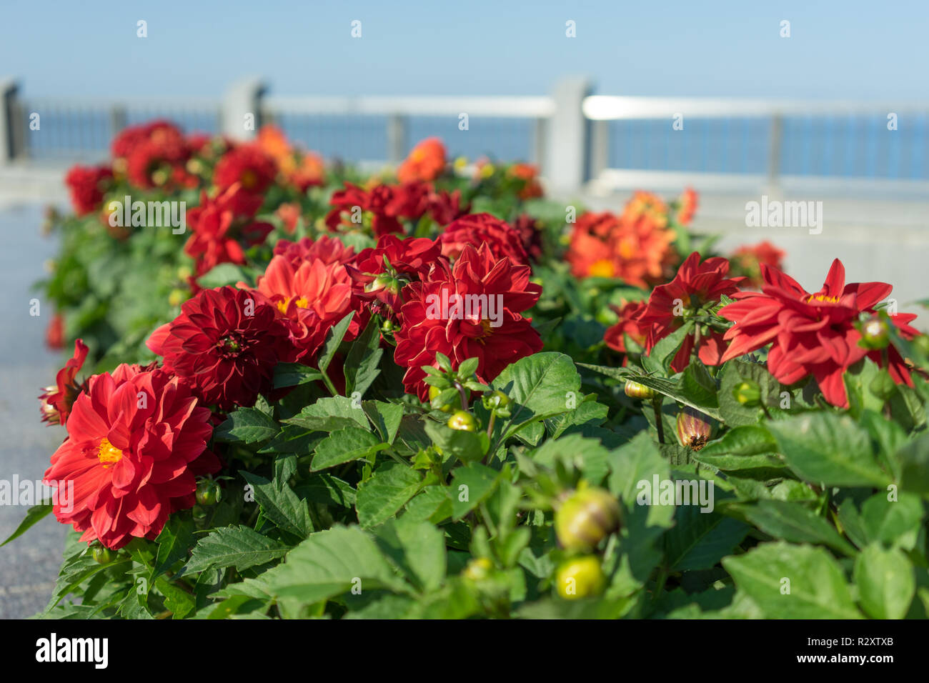 Landscaping of Vladivostok embankment with beautiful flowers Stock ...