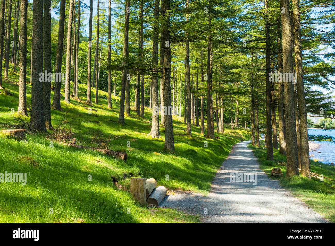 Lake District UK Buttermere Path and sunlight through pine trees ...