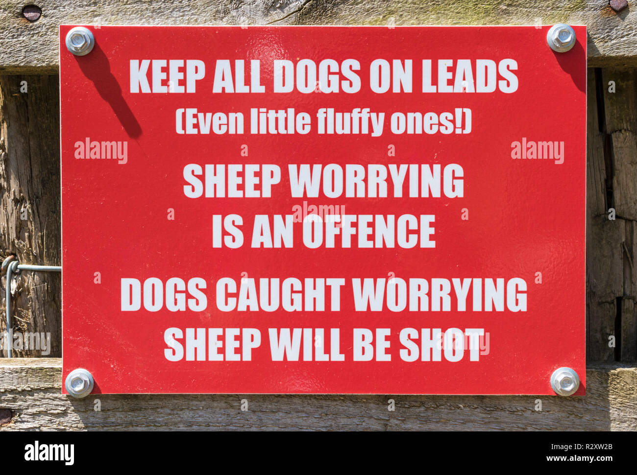 Sheep worrying by dogs hi-res stock photography and images - Alamy