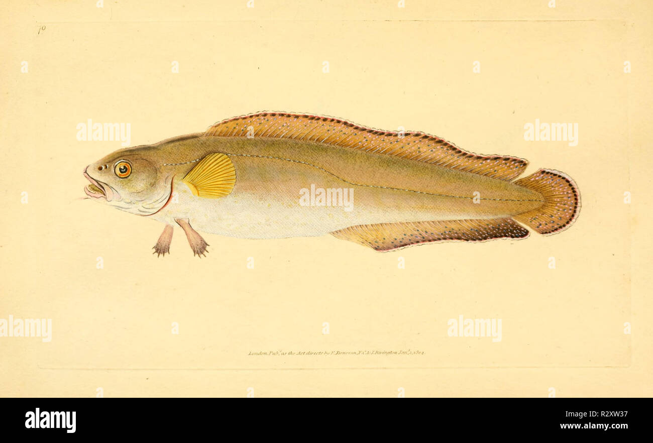 Beautiful vintage hand drawn illustrations of exotic fish and eels from ...