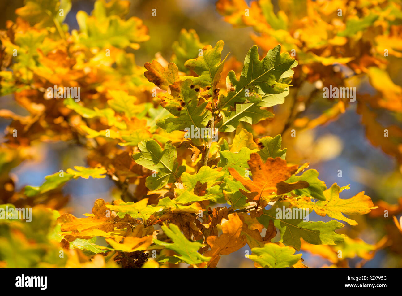 Oak leaves in November sunlight along the North Dorset Trailway route ...