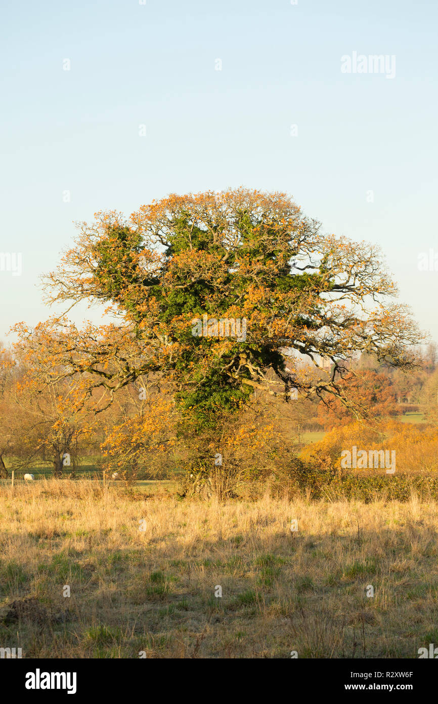 An oak tree, Quercus robur, in November covered in ivy, hedera helix ...