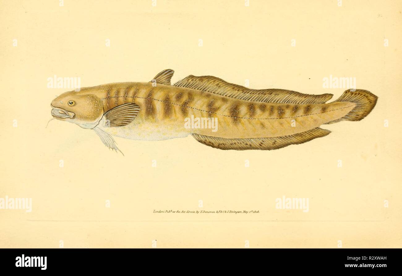 Beautiful vintage hand drawn illustrations of exotic fish and eels from ...