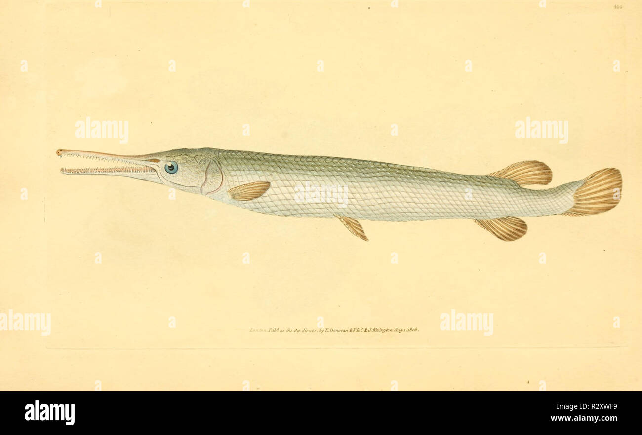 Beautiful vintage hand drawn illustrations of exotic fish and eels from ...