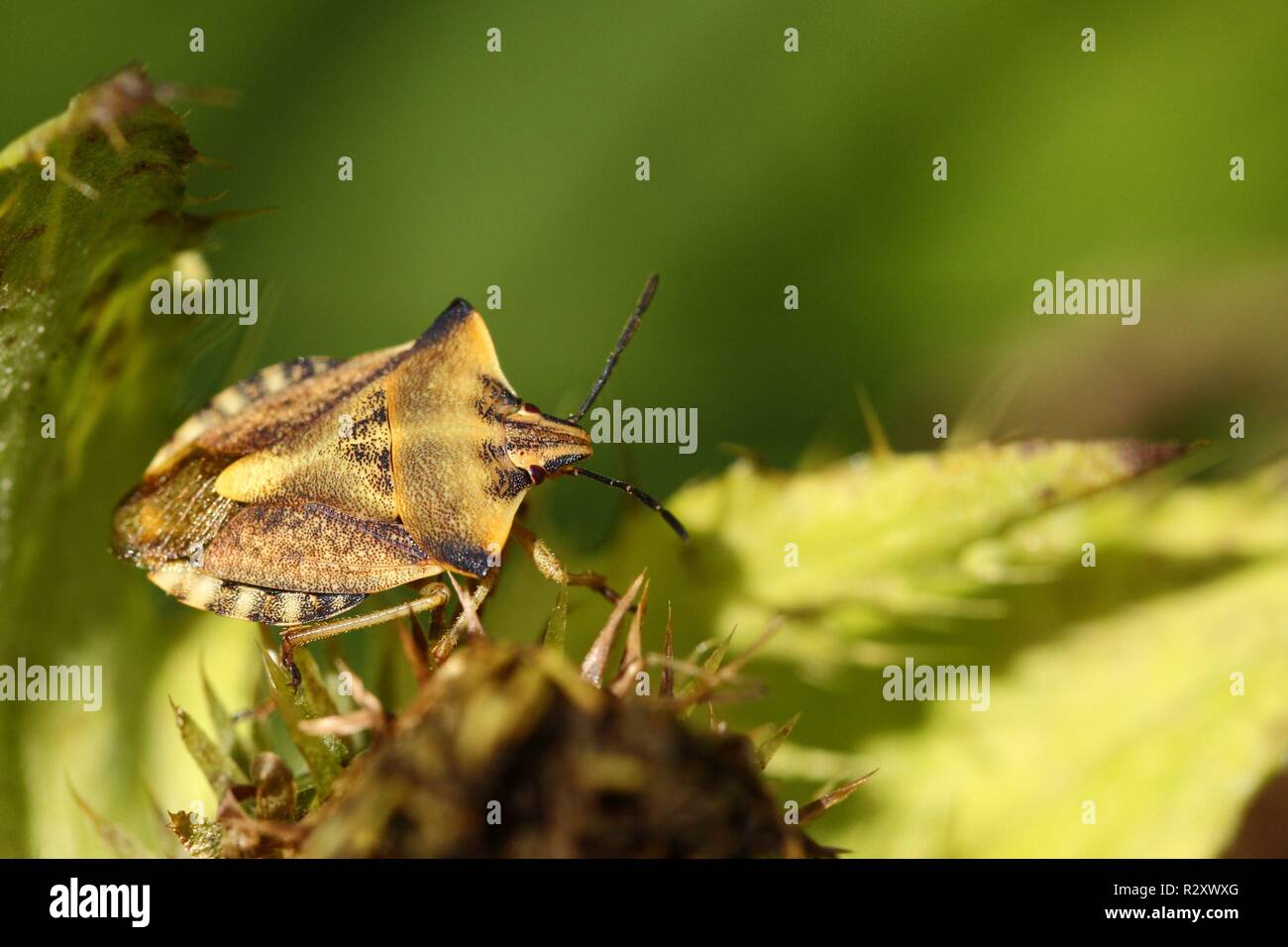 northern fruit bug carpocoris fuscispinus Stock Photo - Alamy