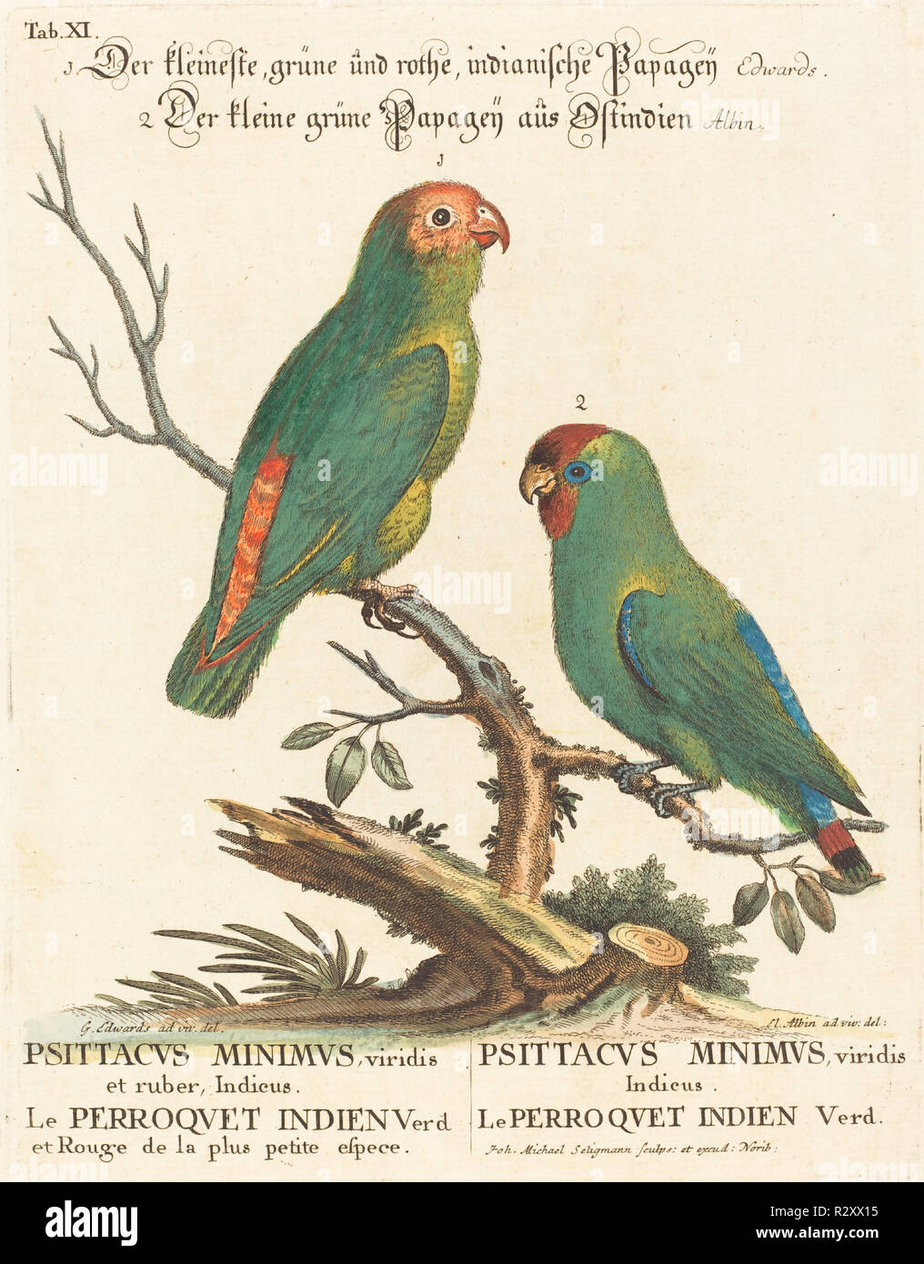 Parrot (Le Perroquet Indien. Psittacus Minimus). Medium: hand-colored ...