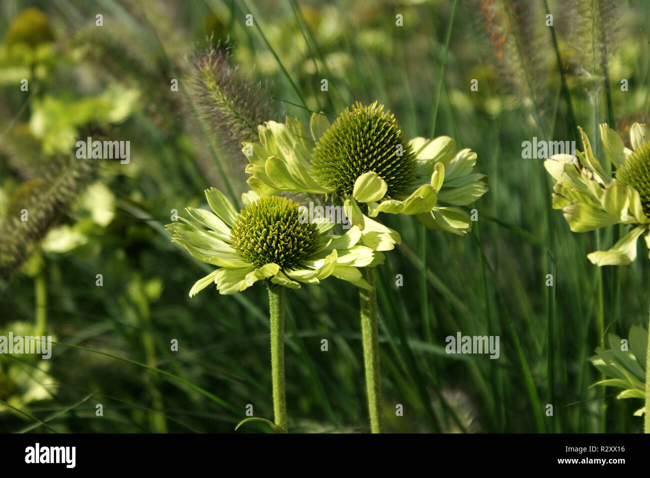 Tone In Tone Stock Photo Alamy tone-in-tone-stock-photo-alamy