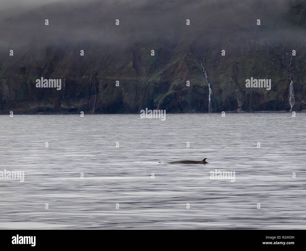 Zwergwal hi-res stock photography and images - Alamy