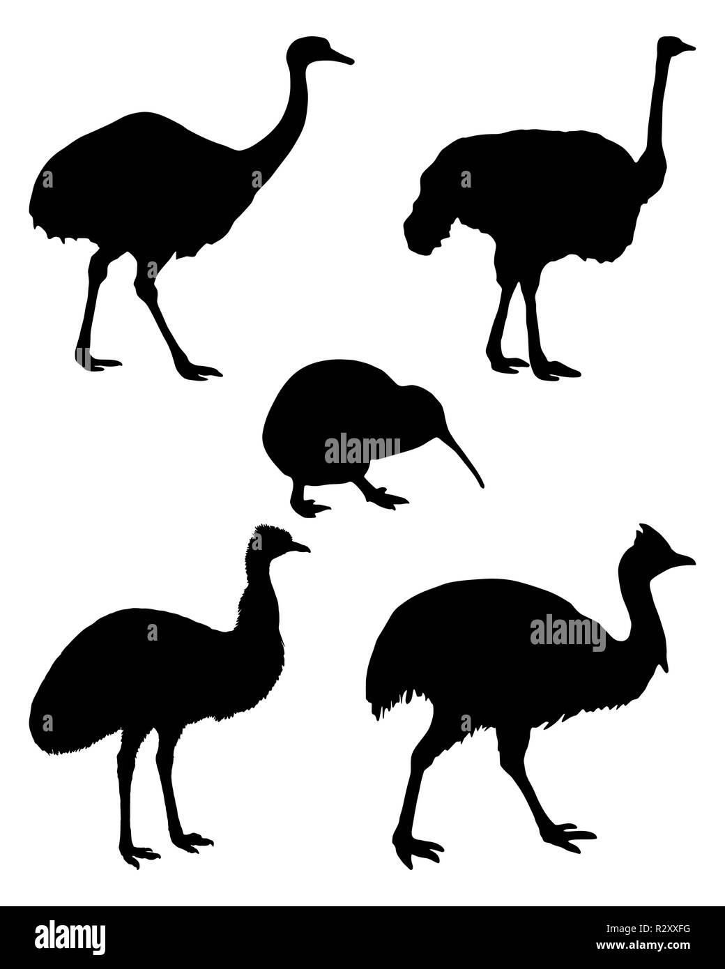 Ratites hi-res stock photography and images - Alamy