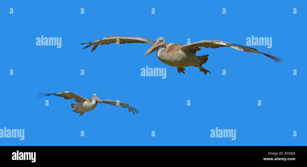 Pelican cross hi-res stock photography and images - Alamy