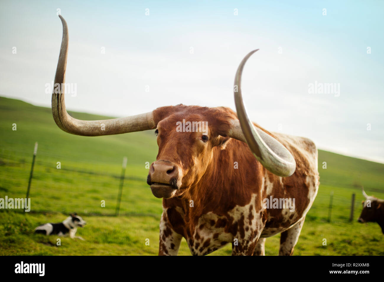 Bull with large horns in a fenced paddock on a farm Stock Photo - Alamy