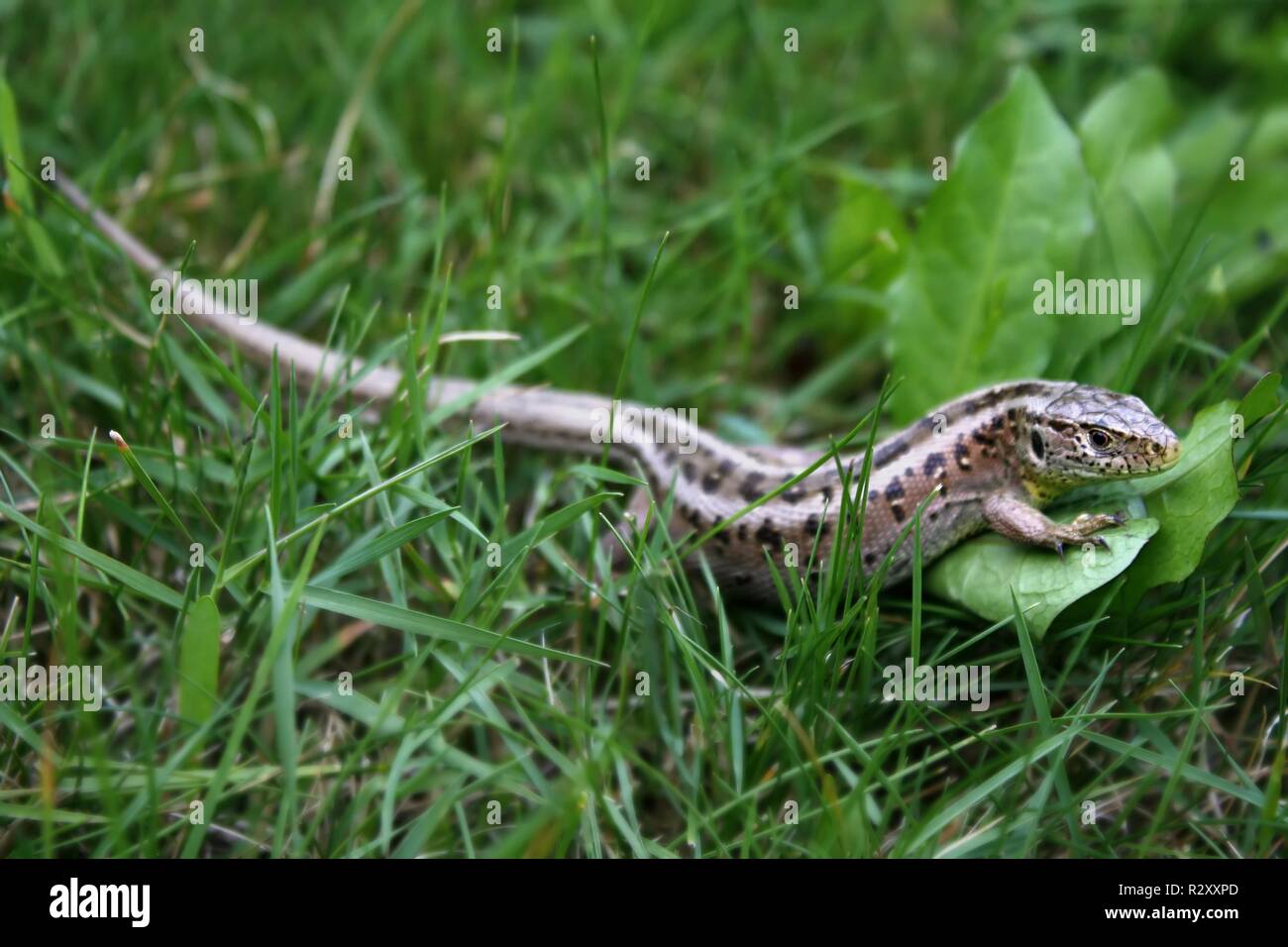 female sand lizard (lacerta agilis Stock Photo - Alamy