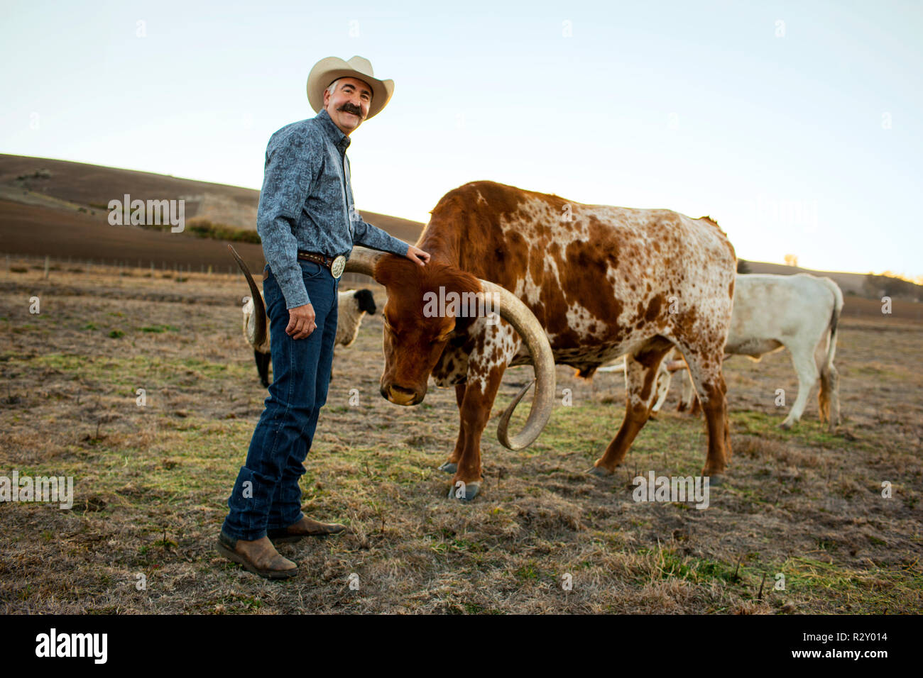 Selective focus portrait male cow hi-res stock photography and images ...
