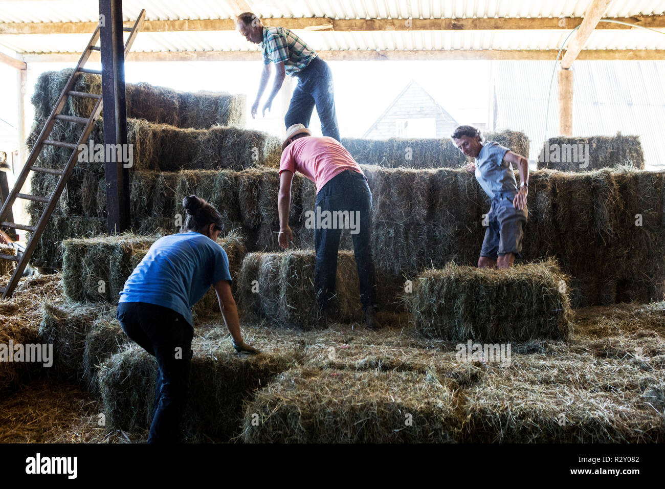 Farmers stacking hay bales in a barn Stock Photo - Alamy
