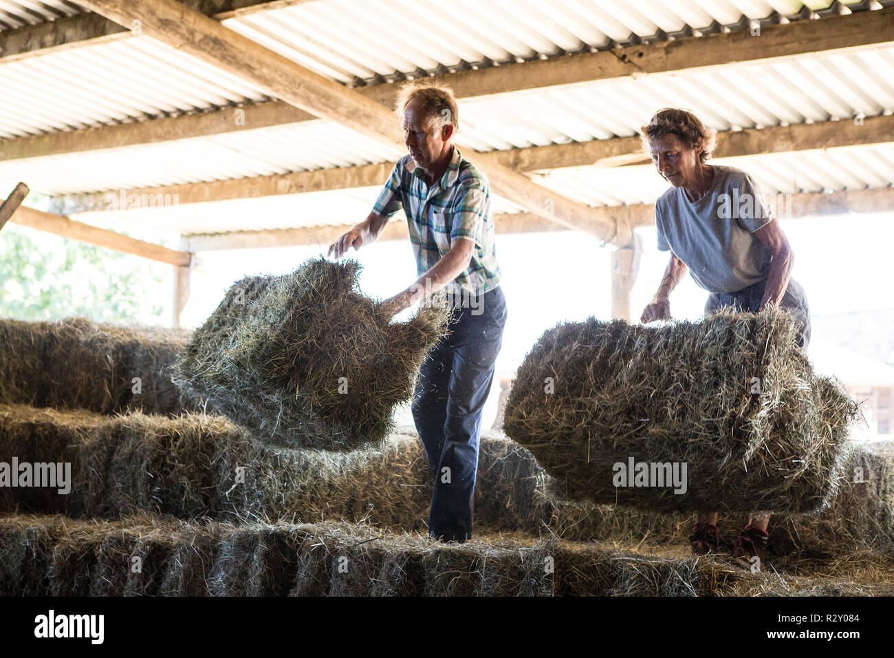 Two farmers stacking hay bales in a barn Stock Photo - Alamy