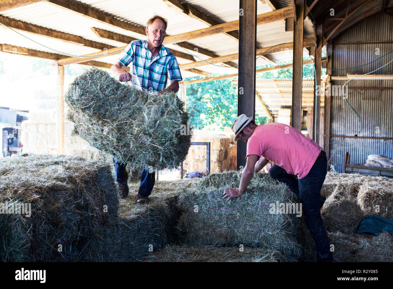 Farmer stacking hay bales in a barn hi-res stock photography and images ...