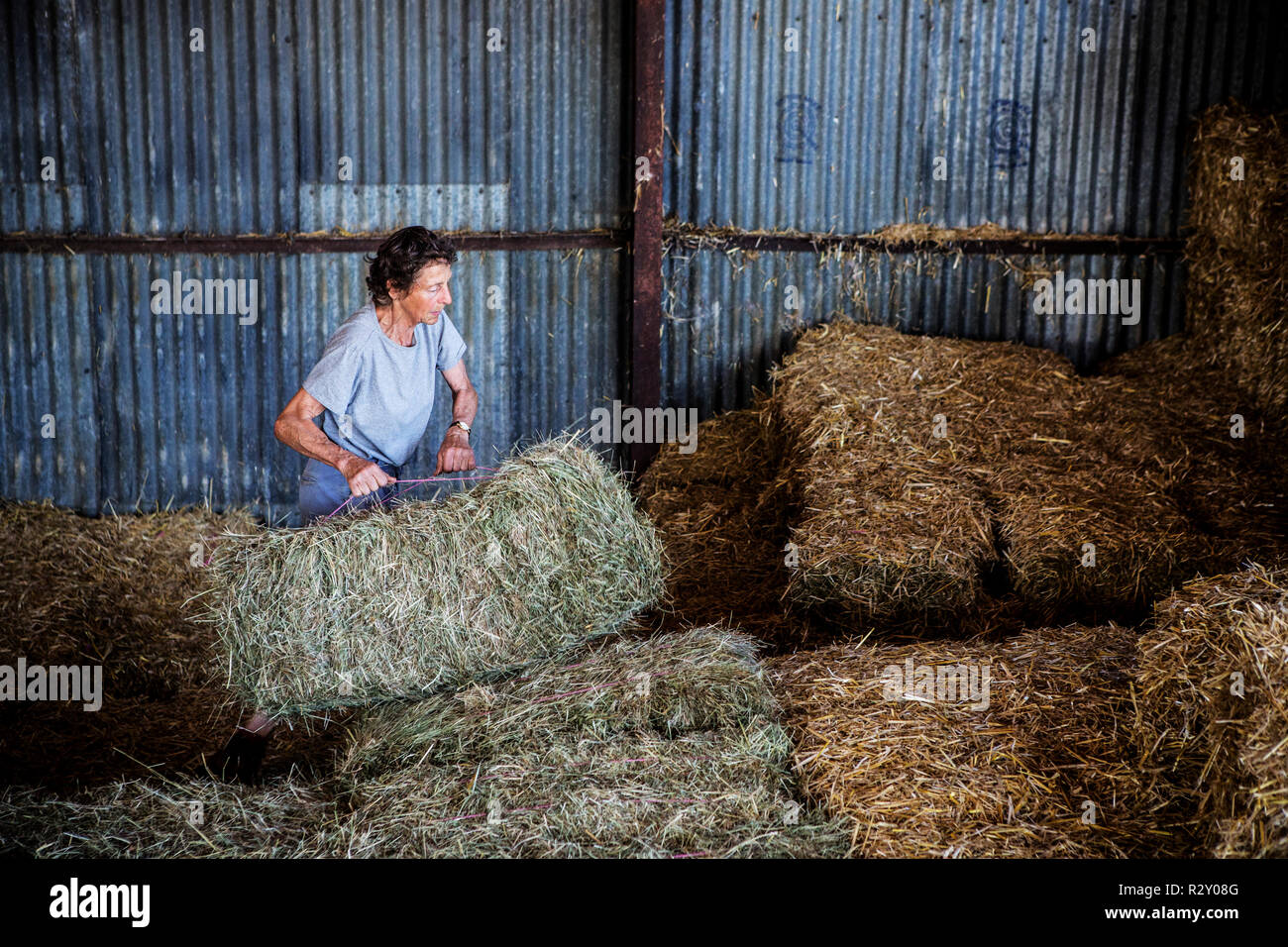 Farmer stacking hay bales in a barn Stock Photo - Alamy