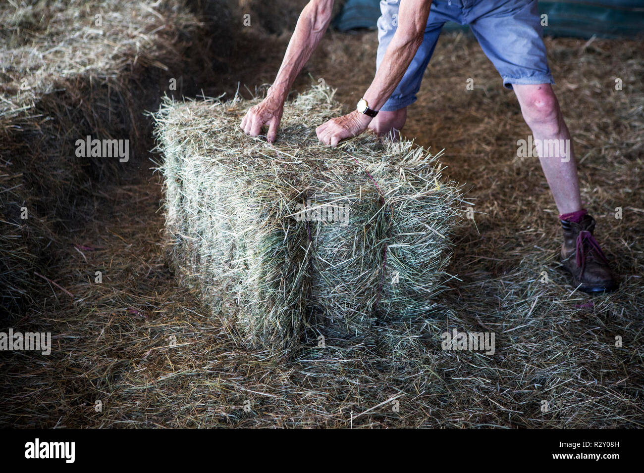 Farmer stacking hay bales in a barn hi-res stock photography and images ...