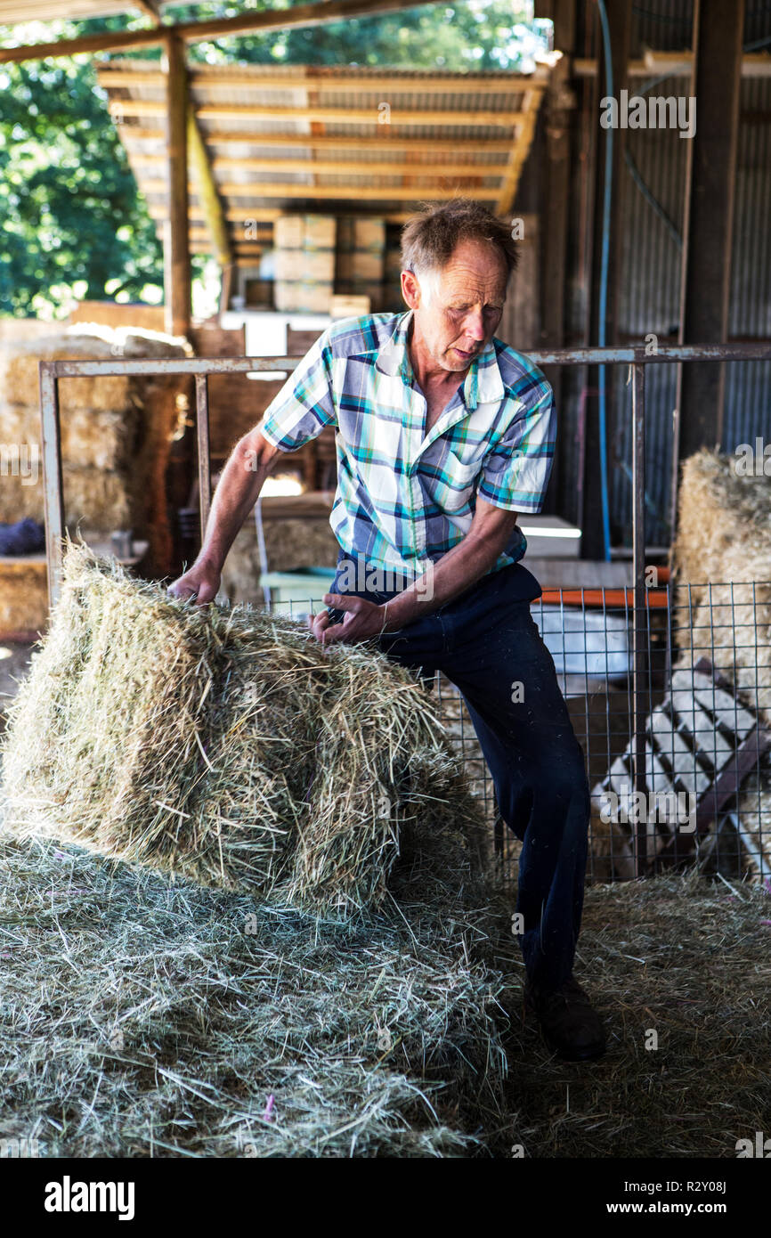 Stacking hay hi-res stock photography and images - Alamy