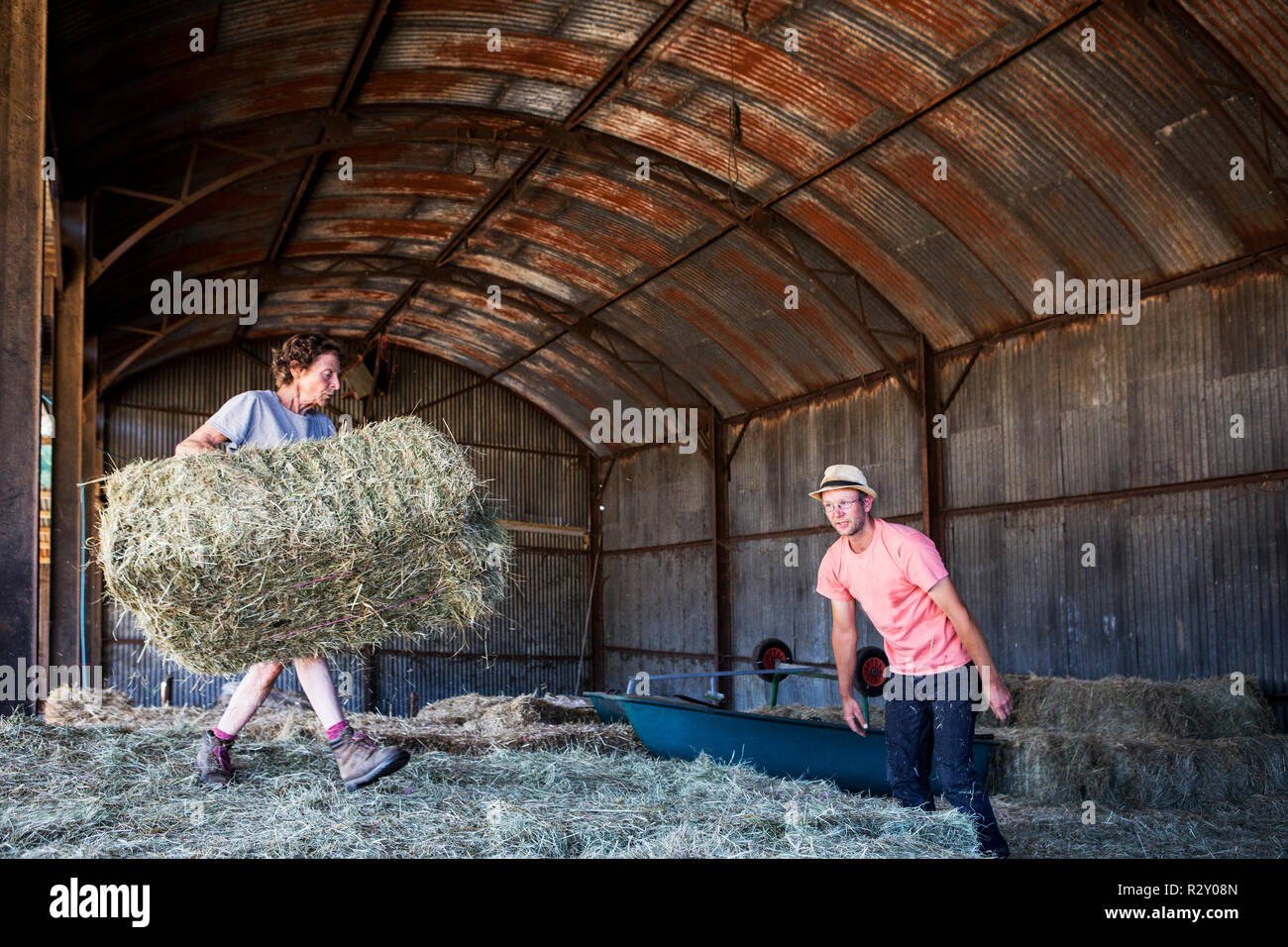 Stacking Hay Stock Photos & Stacking Hay Stock Images - Alamy