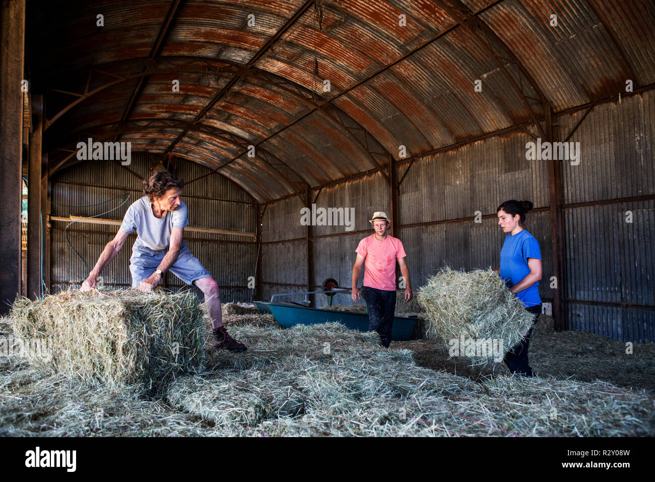 Three farmers stacking hay bales in a barn Stock Photo - Alamy