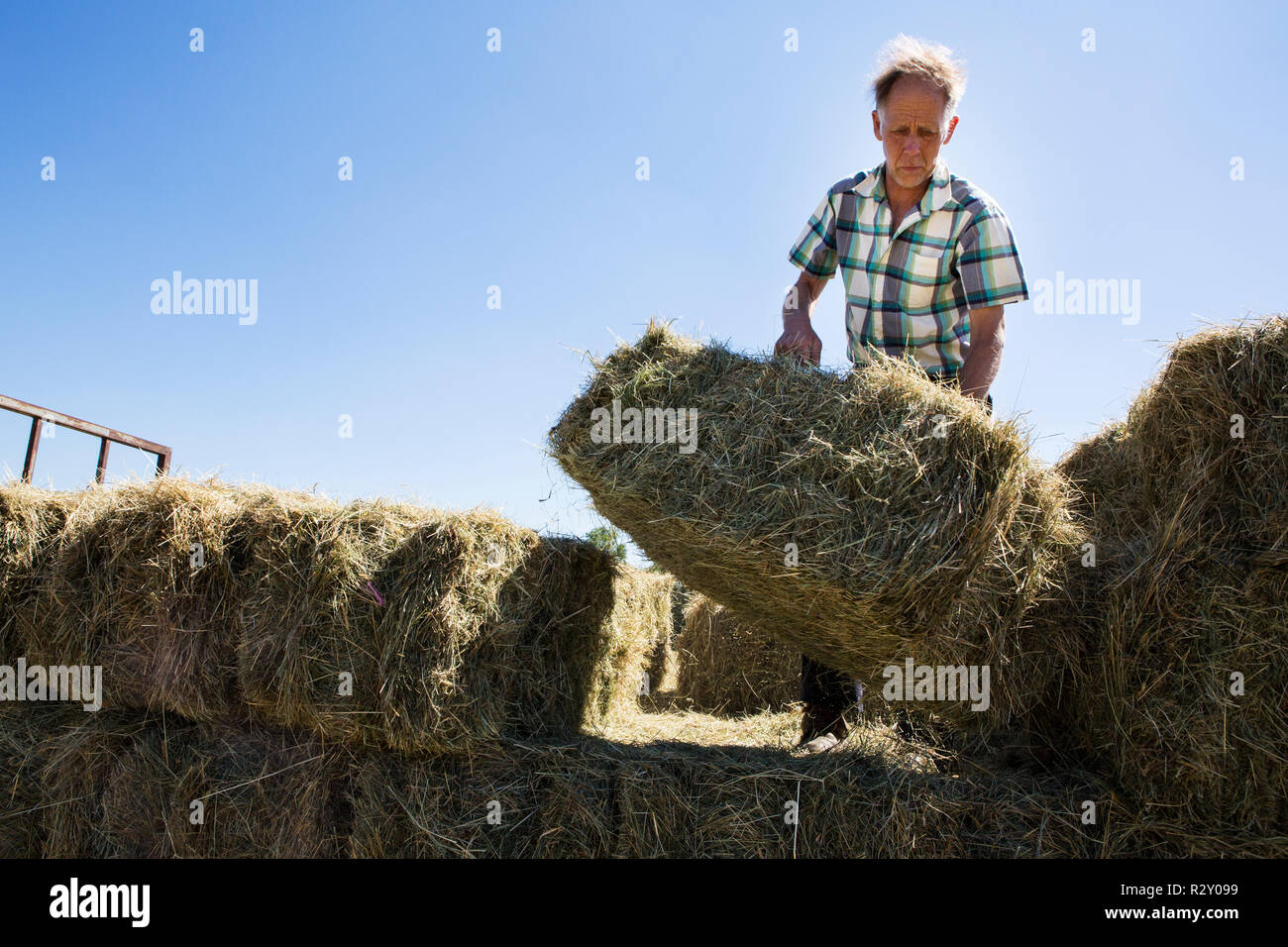 Stacking hay england hi-res stock photography and images - Alamy