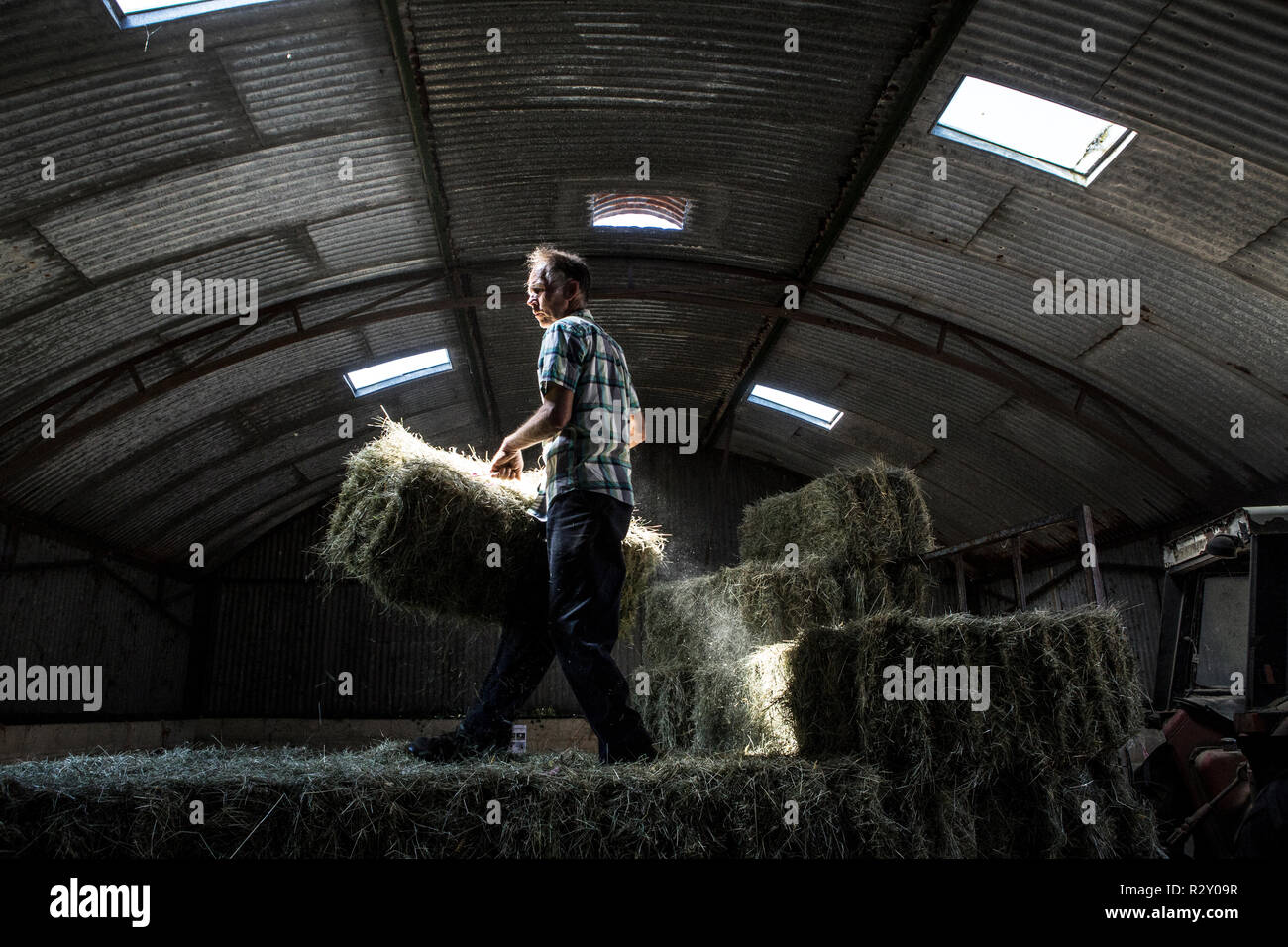Farmer stacking hay bales in a barn hi-res stock photography and images ...