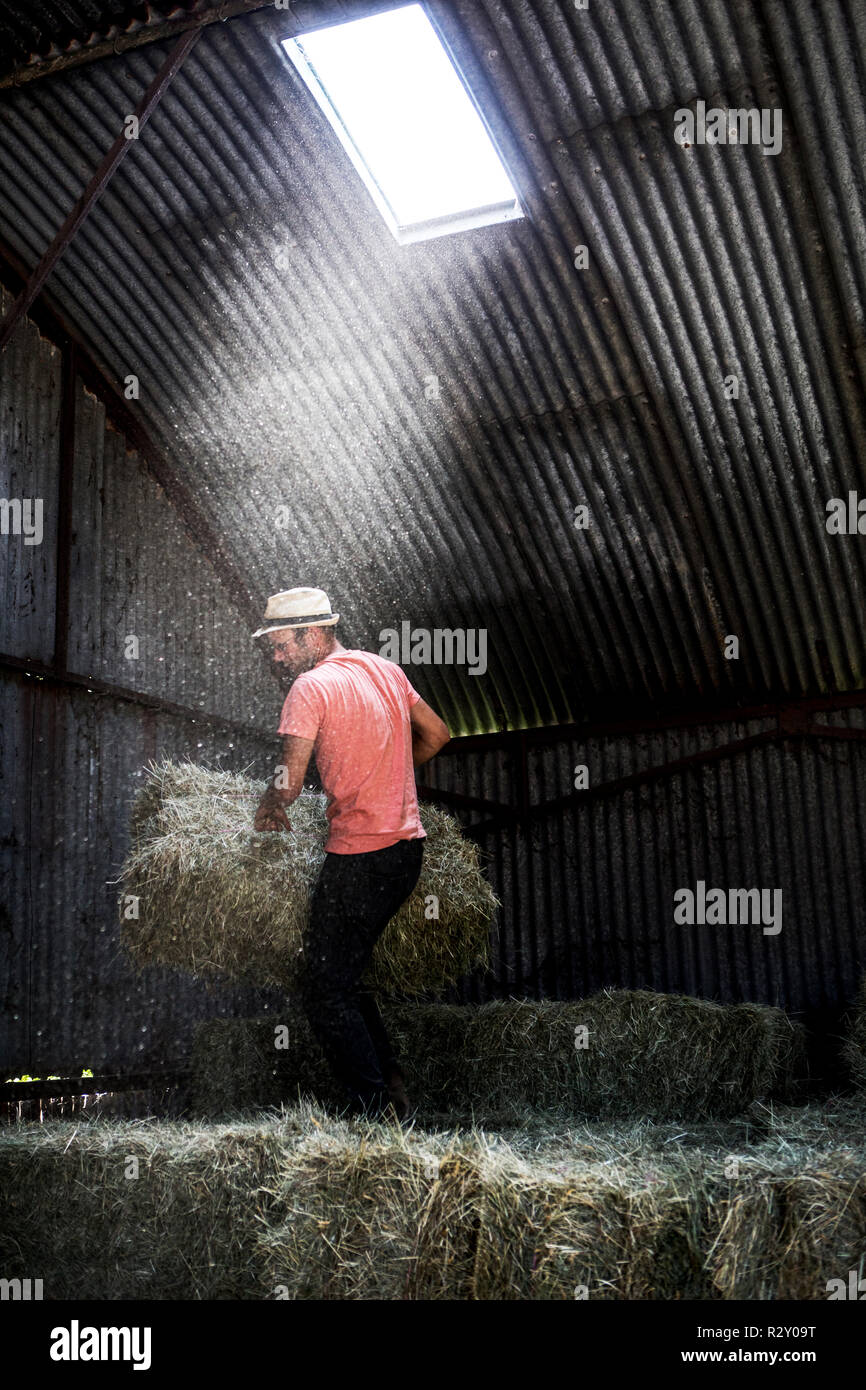 Farmer carrying hay bale hi-res stock photography and images - Alamy