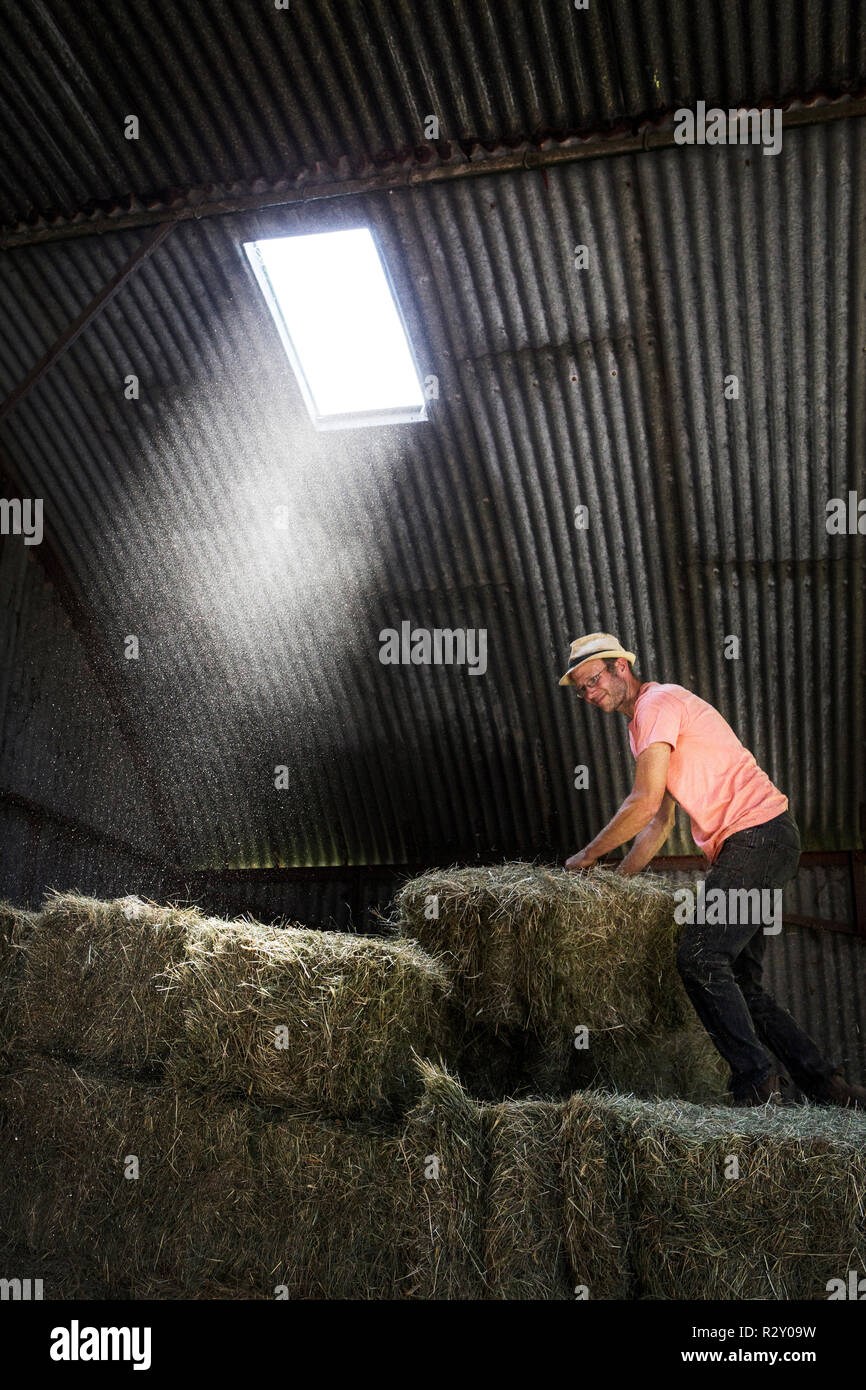 Farmer stacking hay bales in a barn Stock Photo - Alamy