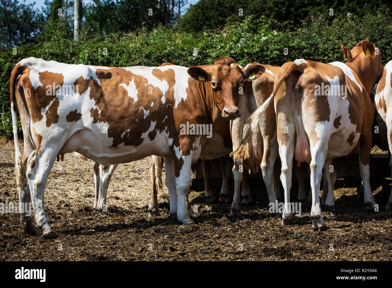 Guernsey cows hi-res stock photography and images - Alamy