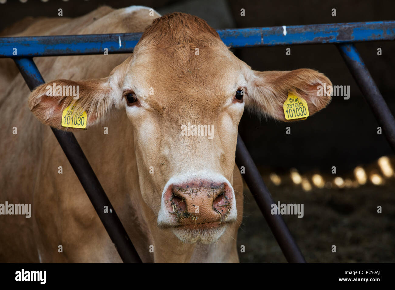 Close up of Guernsey cow with yellow tags in ears Stock Photo - Alamy