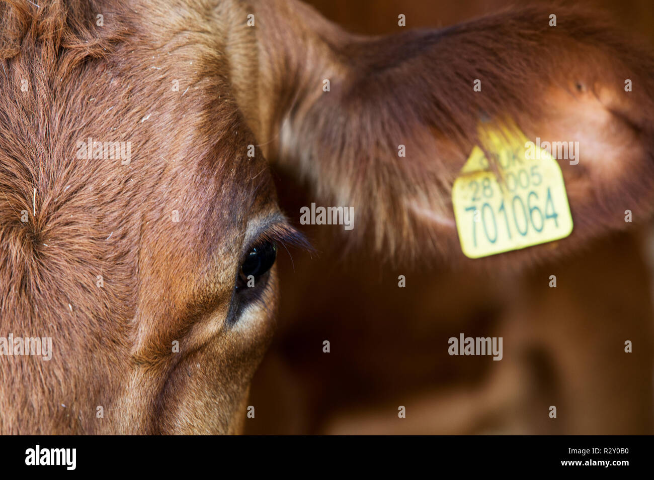Yellow cow ear tag hi-res stock photography and images - Alamy