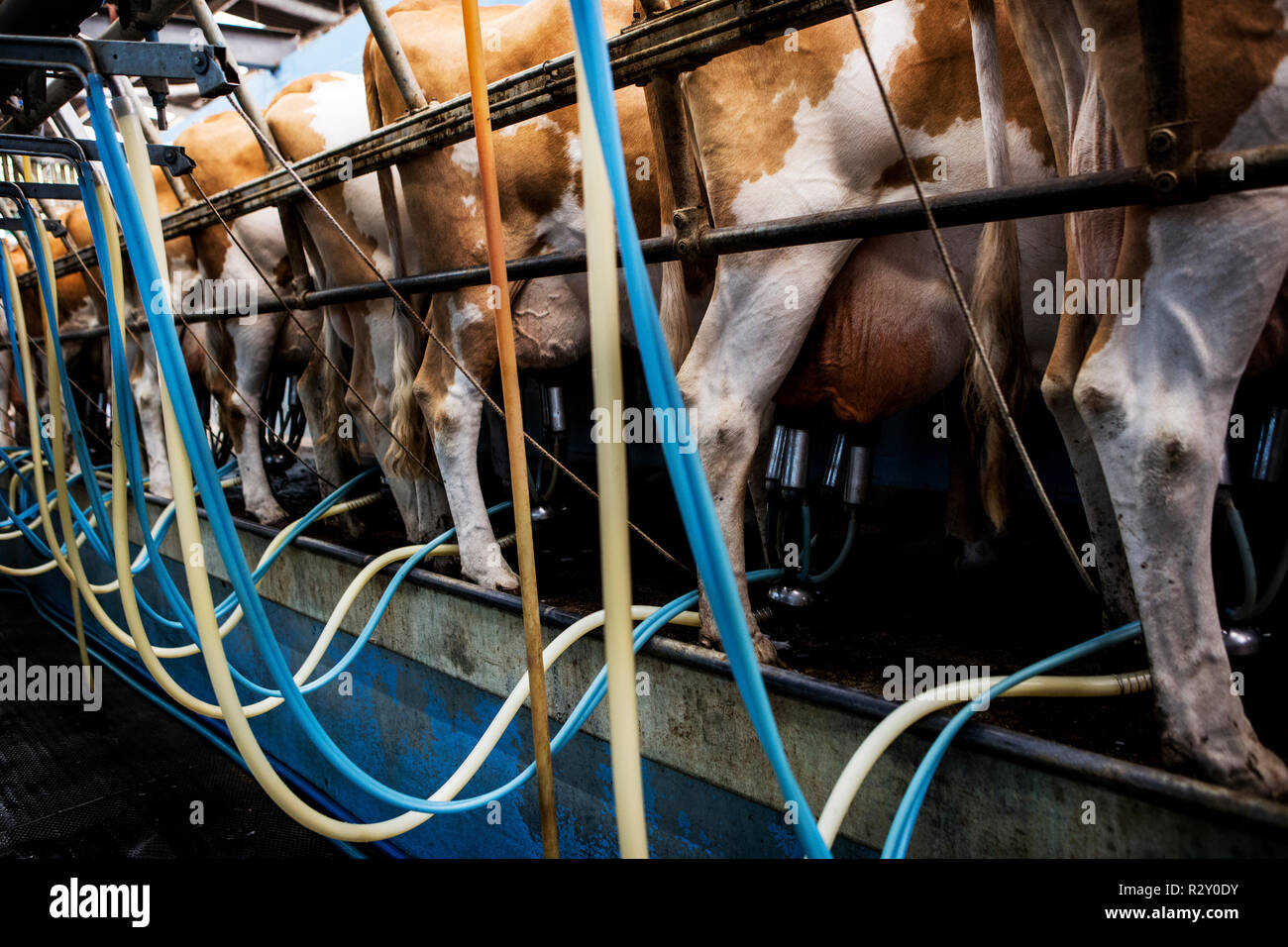 Close up of Guernsey cows being milked with automatic milking machine ...