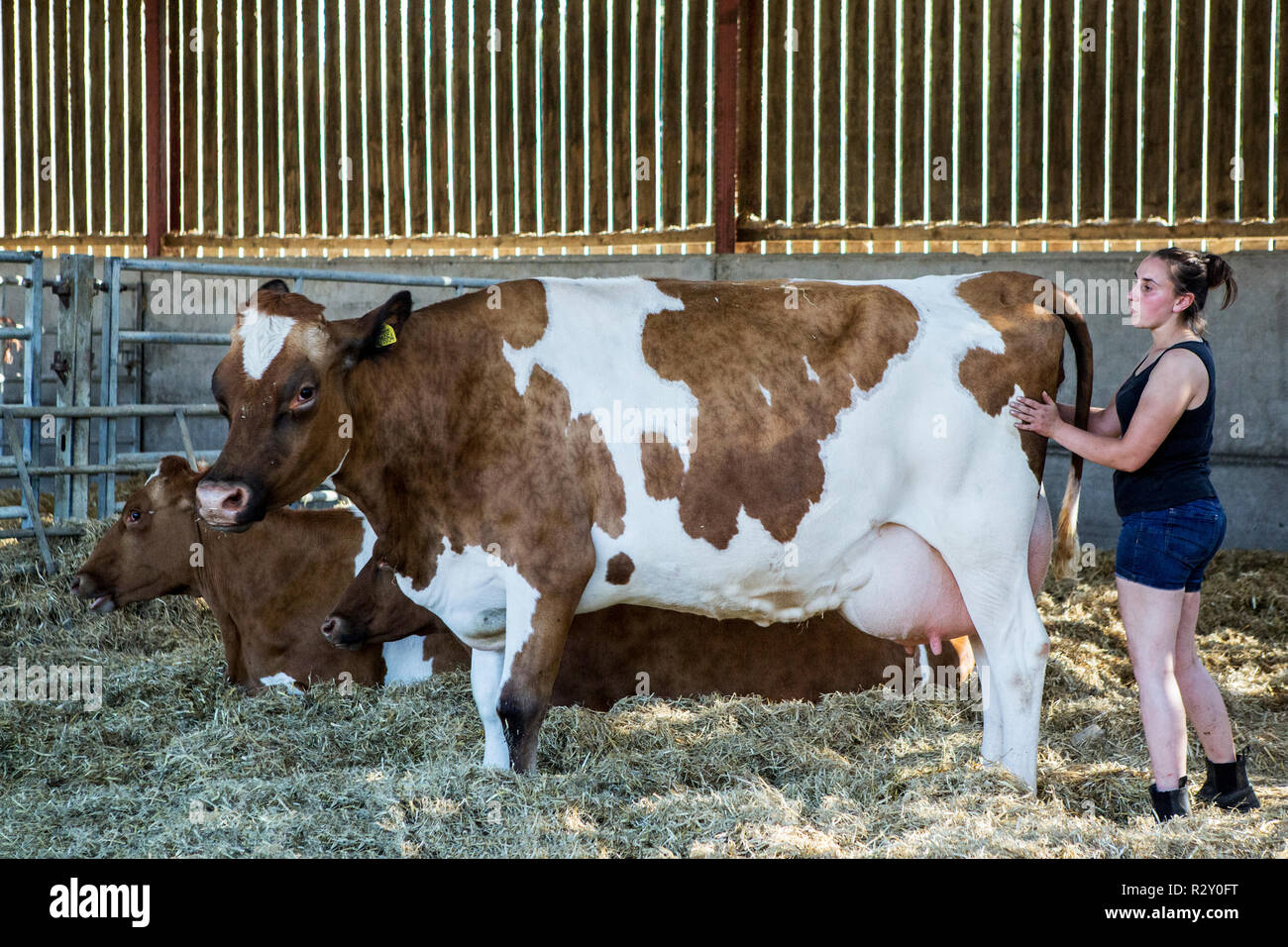 Young Women Cows Dairy Farm High Resolution Stock Photography and ...