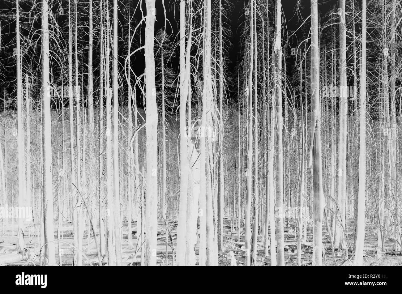 Black and white inverted image of the Norse Peak forest fire damaged ...