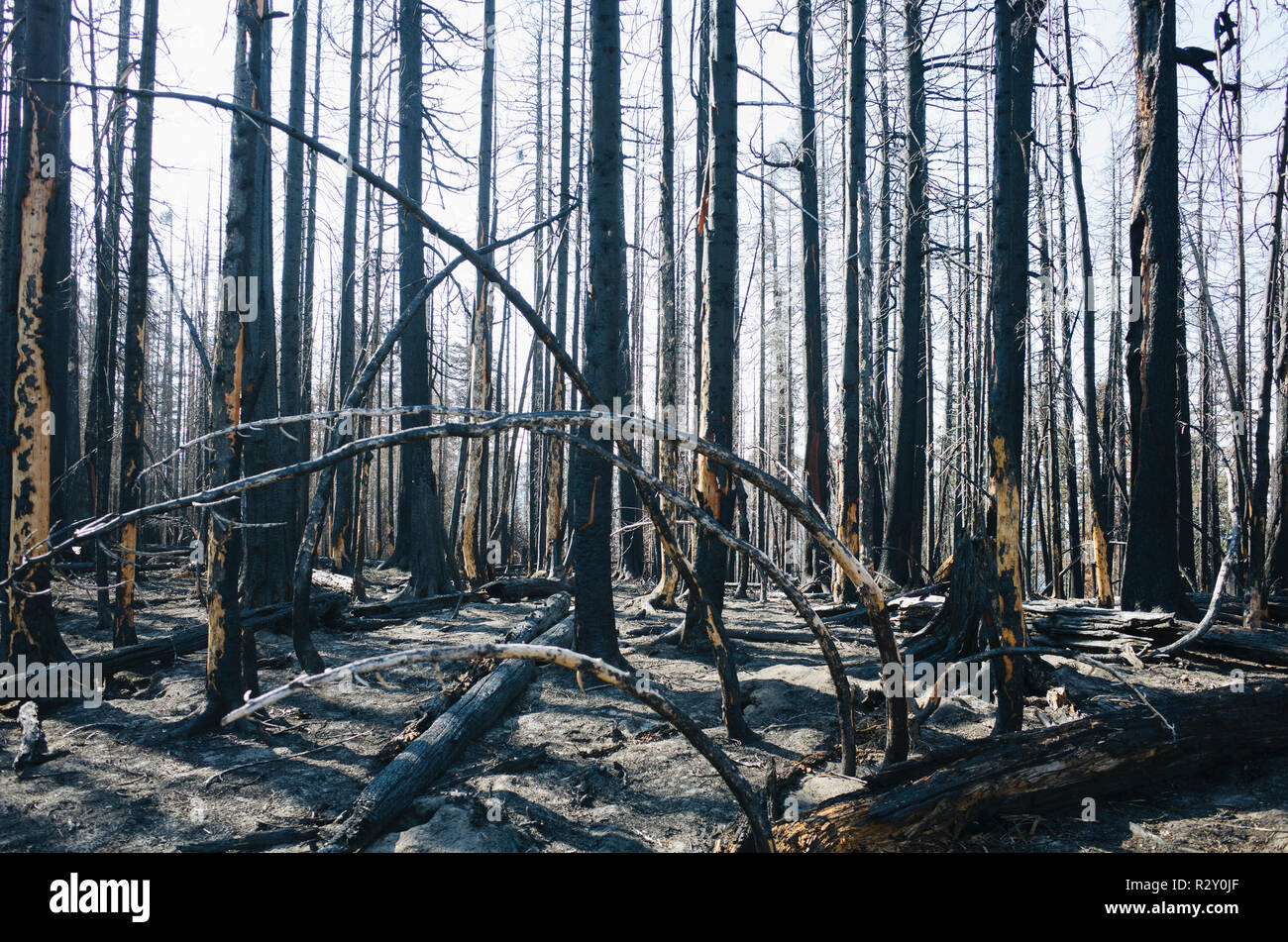 Fire damaged trees in the forest of the Norse Peak Fire, near Mount ...